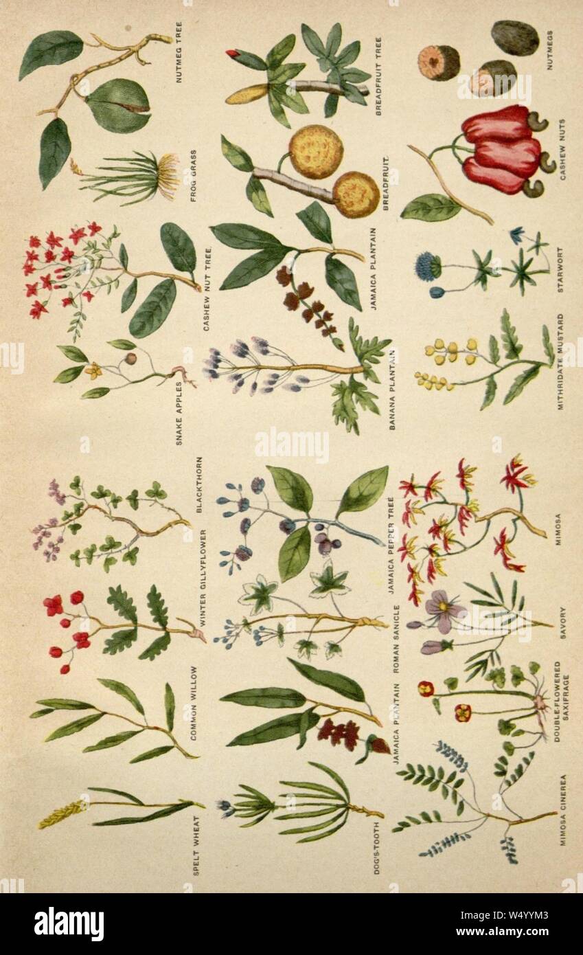 Culpeper's complete herbal Stock Photo - Alamy