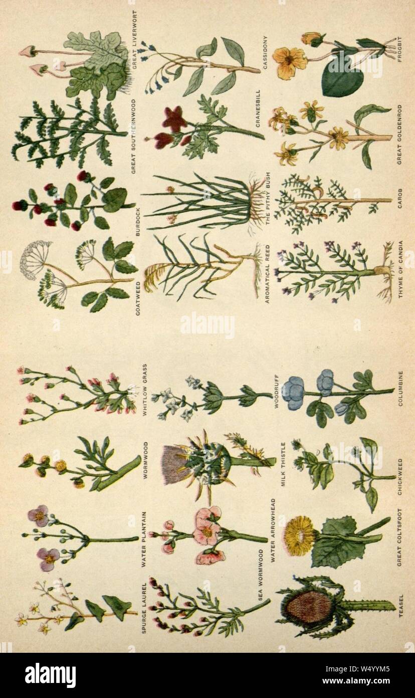 Culpeper's complete herbal Stock Photo - Alamy