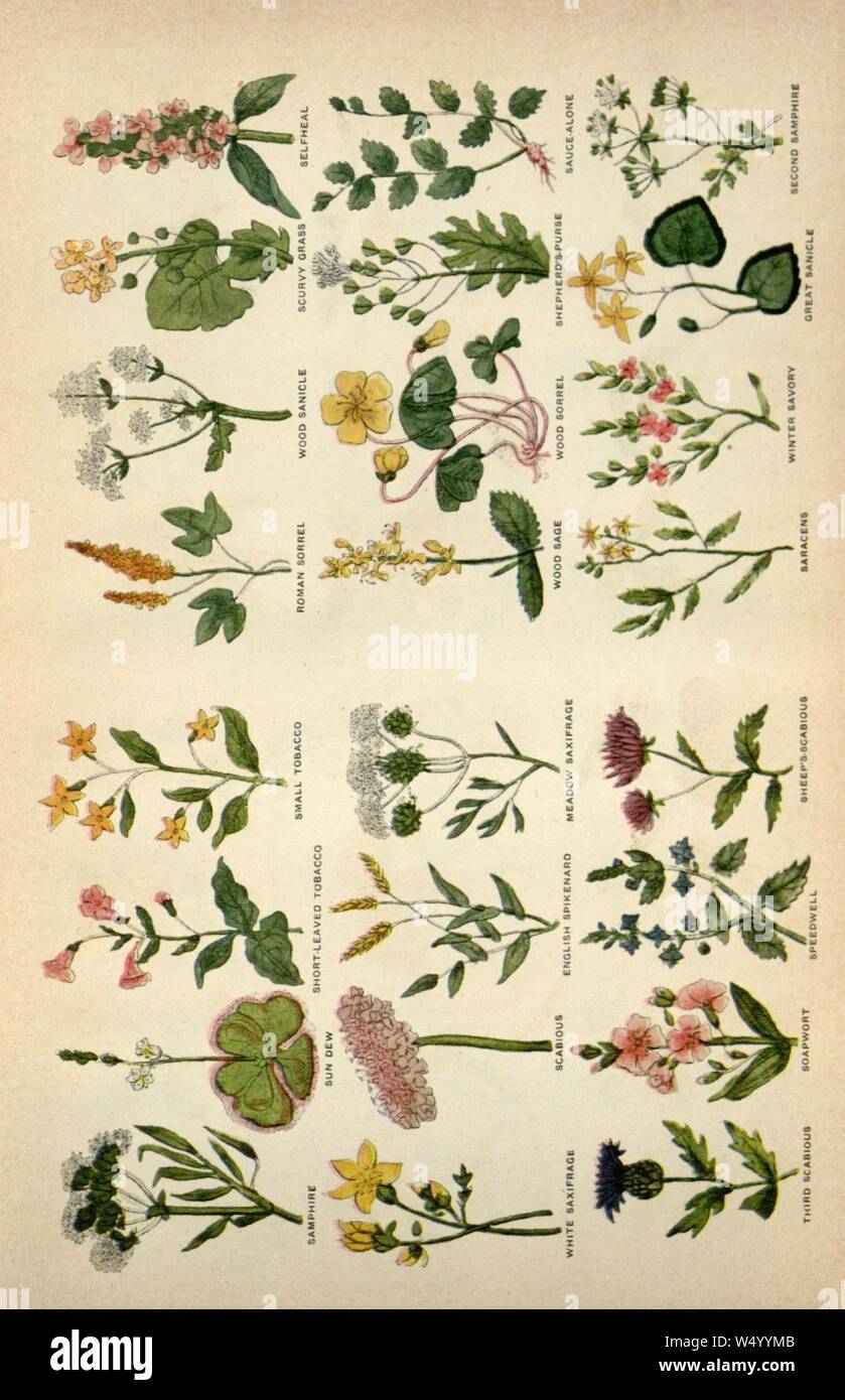 Culpeper's complete herbal Stock Photo - Alamy