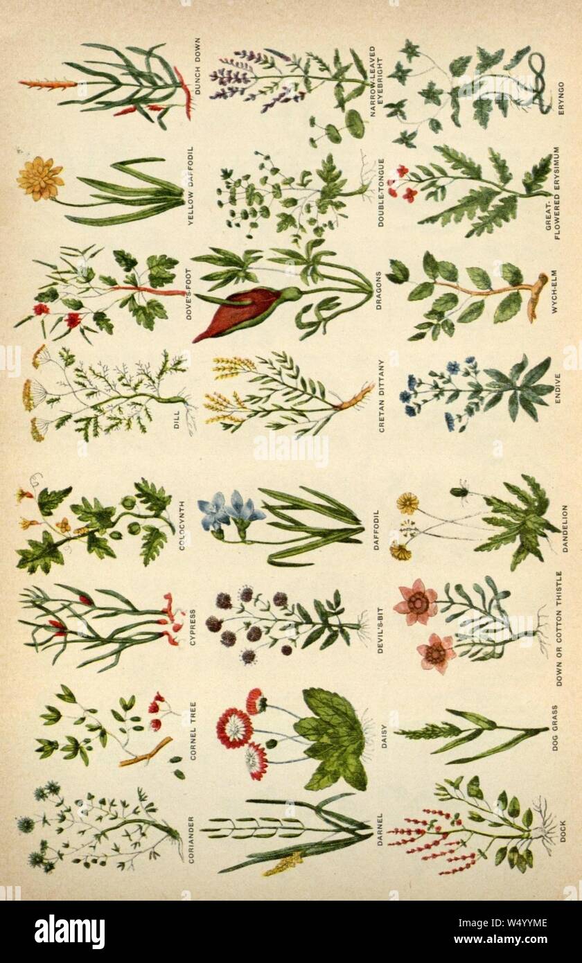 Culpeper's complete herbal Stock Photo - Alamy
