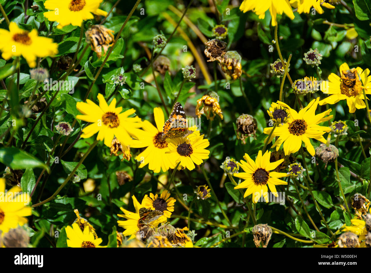 Painted Lady butterflies perched on Coast Sunflowers during the Great ...