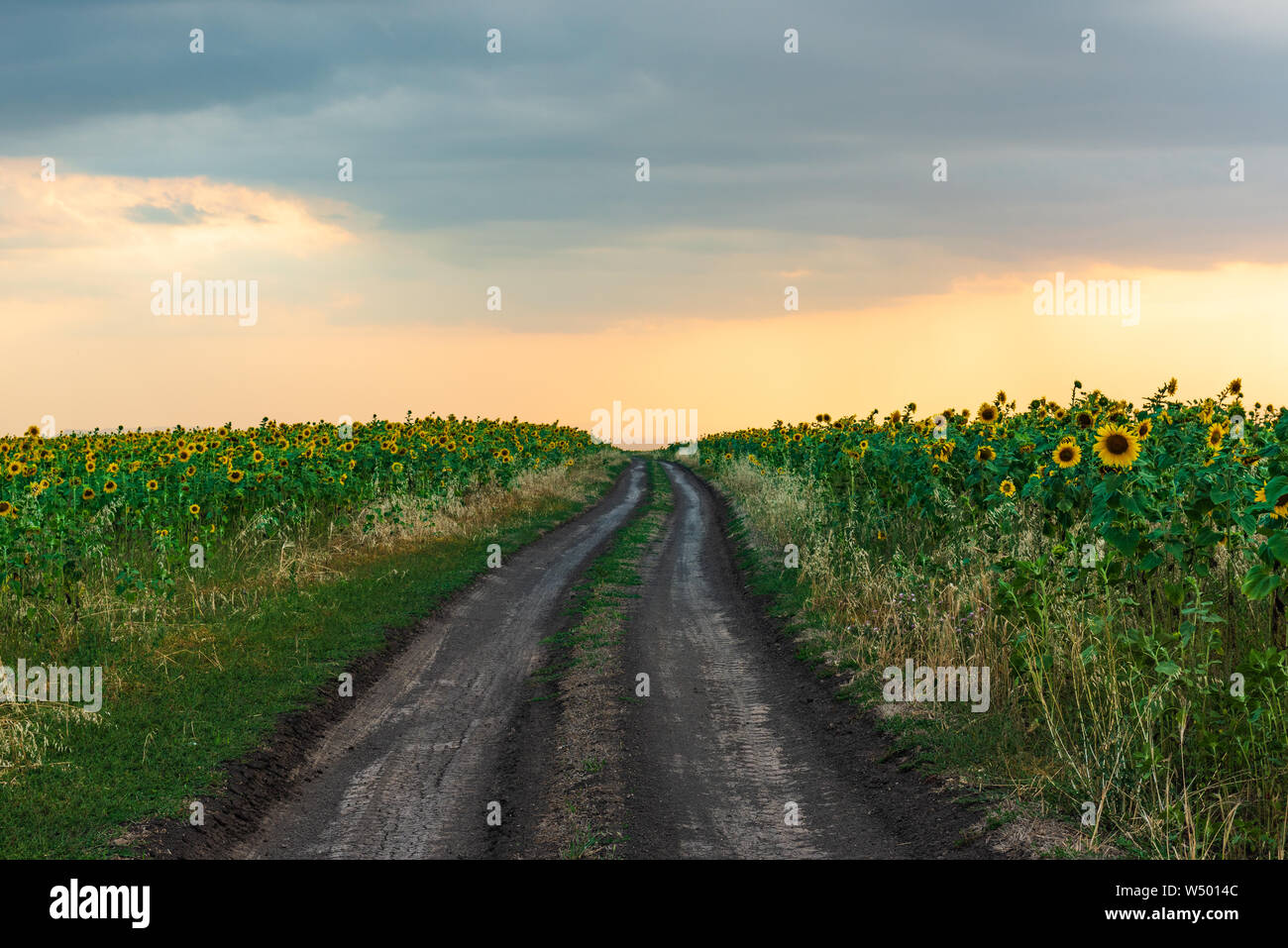 Rural road among farm fields at evening time Stock Photo - Alamy