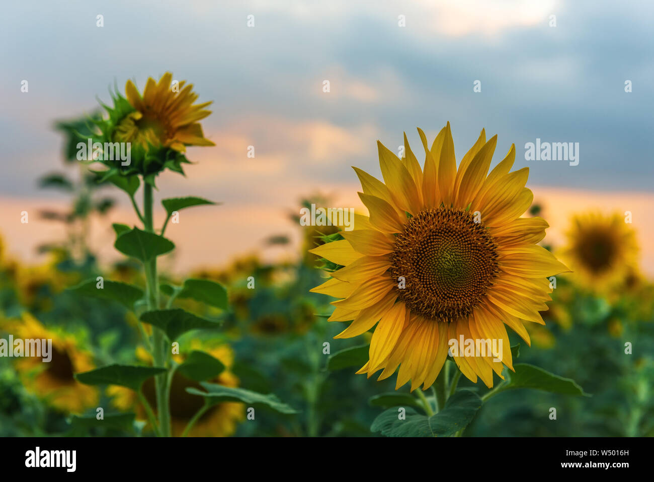 Blooming sunflower head close up Stock Photo - Alamy