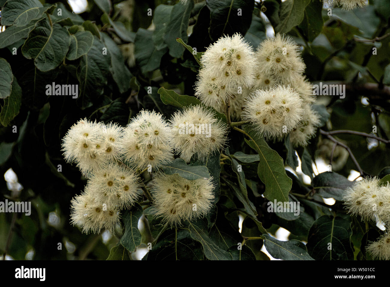 Australian native tree hi-res stock photography and images - Alamy