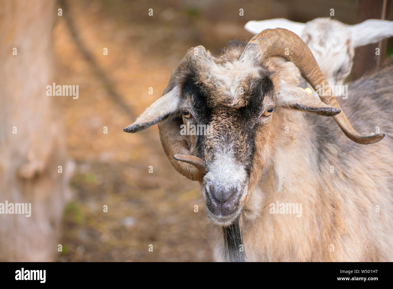hairy goat portrait with curly horns in the zoo, mammal animal Stock ...