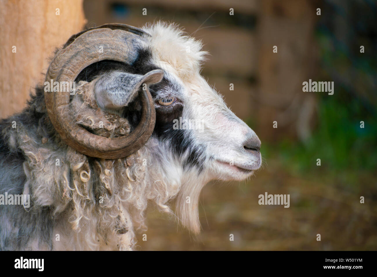 hairy goat portrait with curly horns in the zoo, mammal animal Stock ...