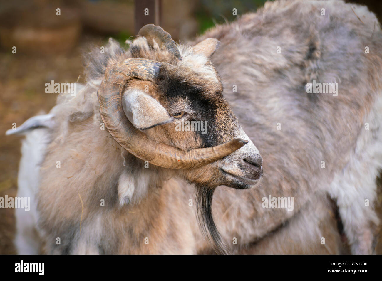 hairy goat portrait with curly horns in the zoo, mammal animal Stock ...