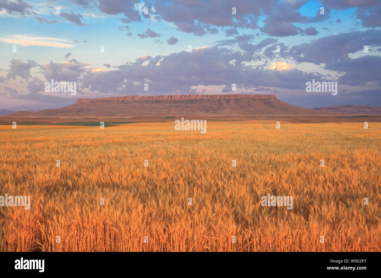 wheat fields below square butte near ulm, montana Stock Photo - Alamy