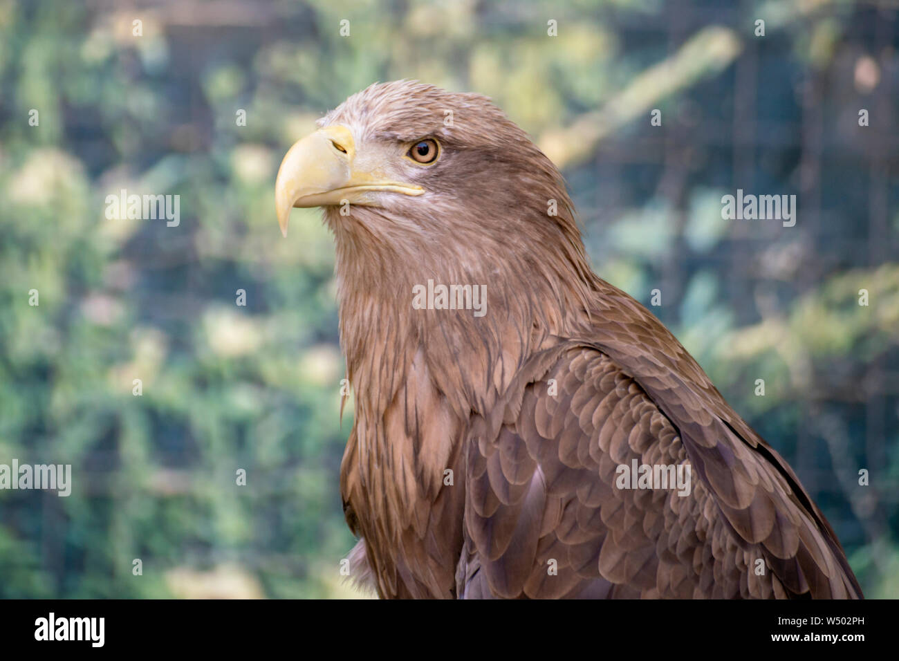 portrait of wild dangerous strong eagle sit on a branch, wildlife Stock ...