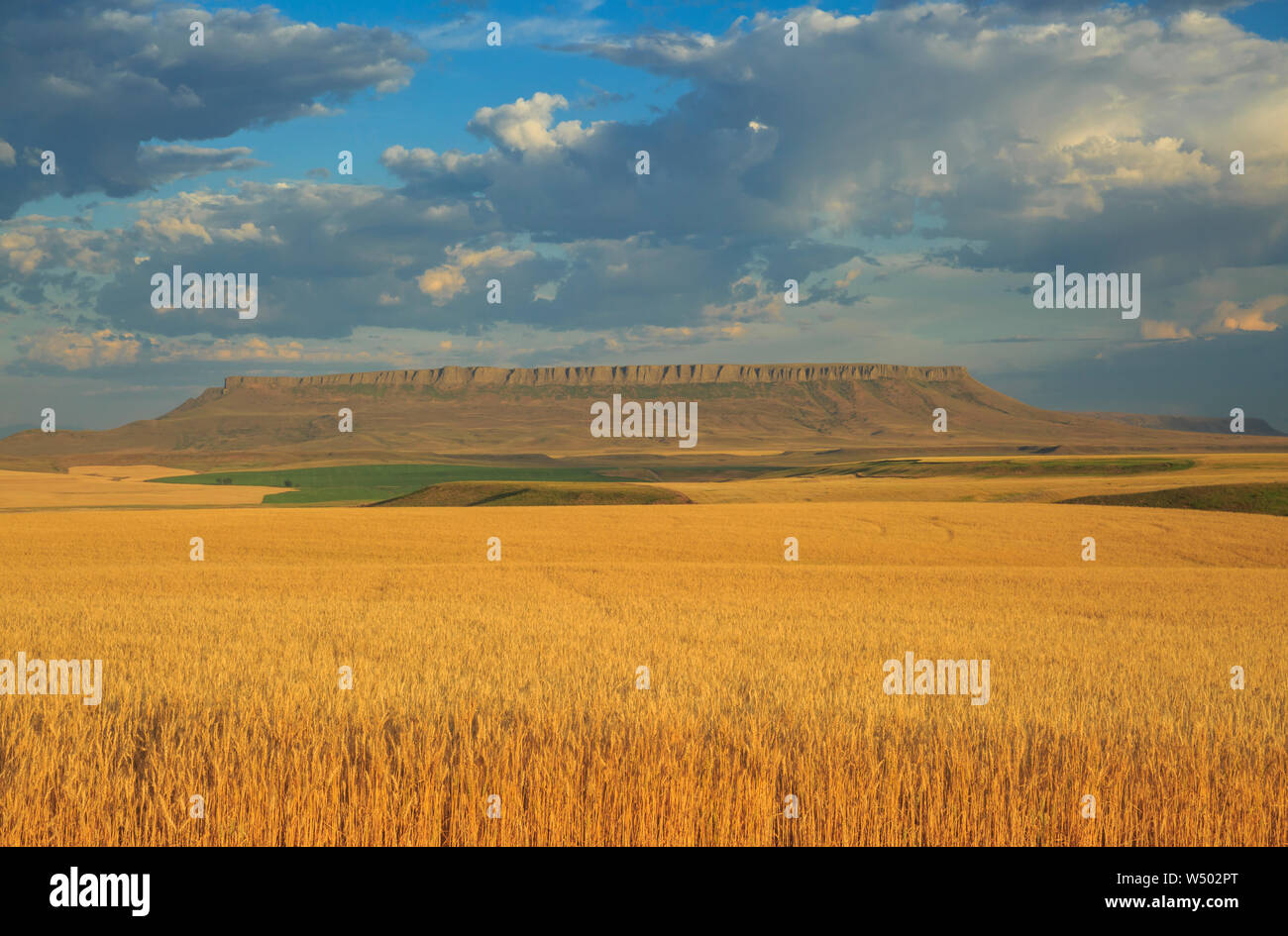 wheat fields below square butte near ulm, montana Stock Photo - Alamy