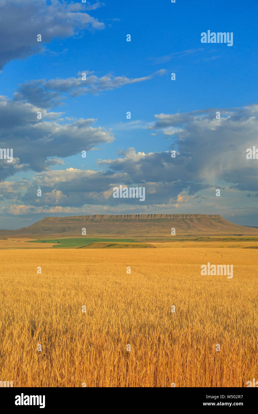 wheat fields below square butte near ulm, montana Stock Photo - Alamy