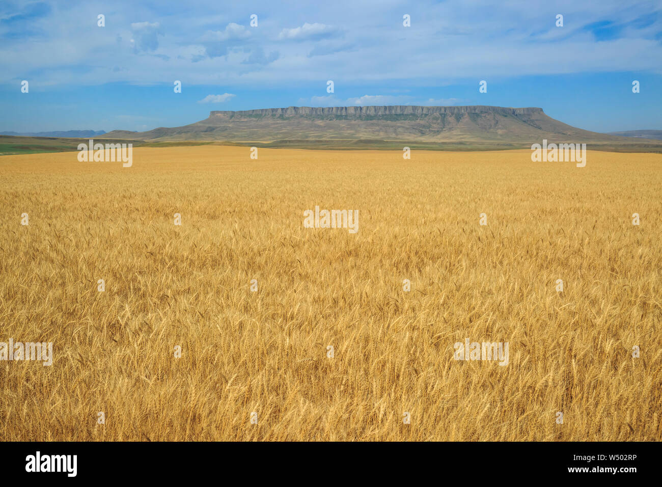 wheat fields below square butte near ulm, montana Stock Photo - Alamy