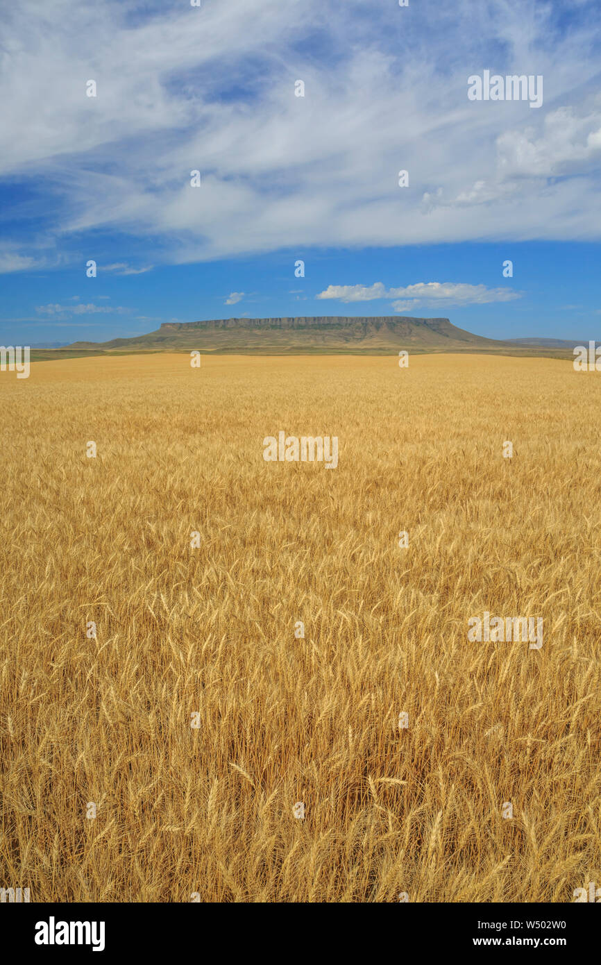 wheat fields below square butte near ulm, montana Stock Photo - Alamy