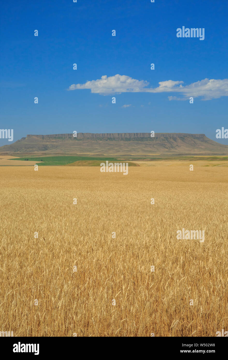 wheat fields below square butte near ulm, montana Stock Photo - Alamy