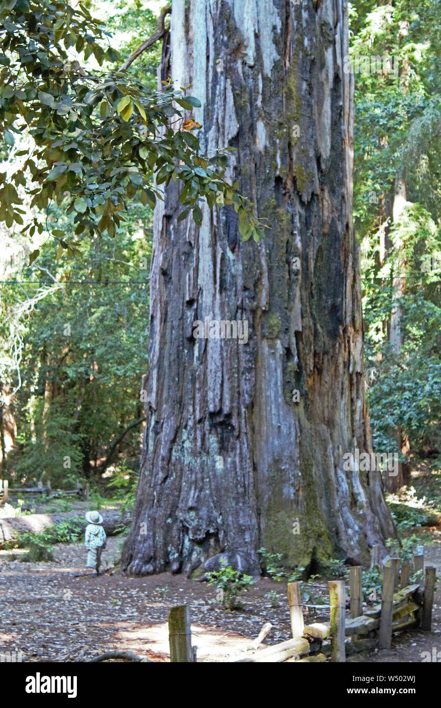 Dead redwood tree hi-res stock photography and images - Alamy