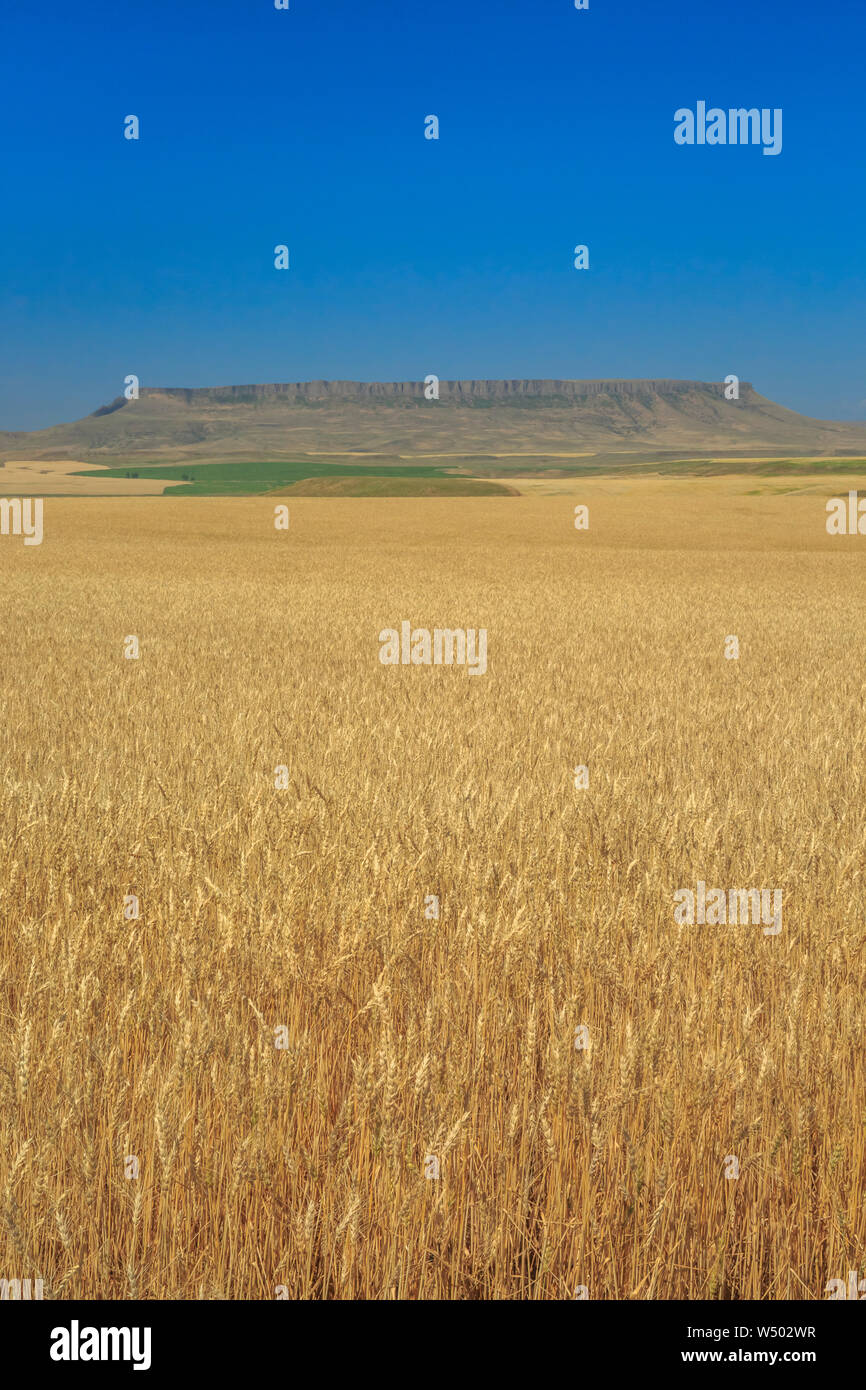 wheat fields below square butte near ulm, montana Stock Photo - Alamy
