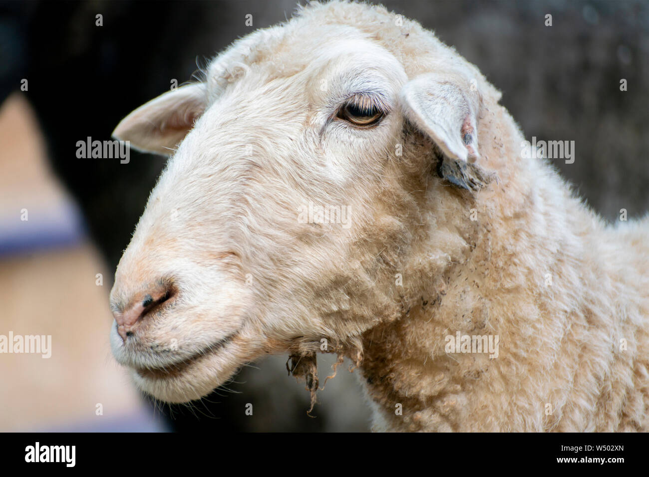 young domestic ram or sheep in a pen at the zoo or farm, spring season ...