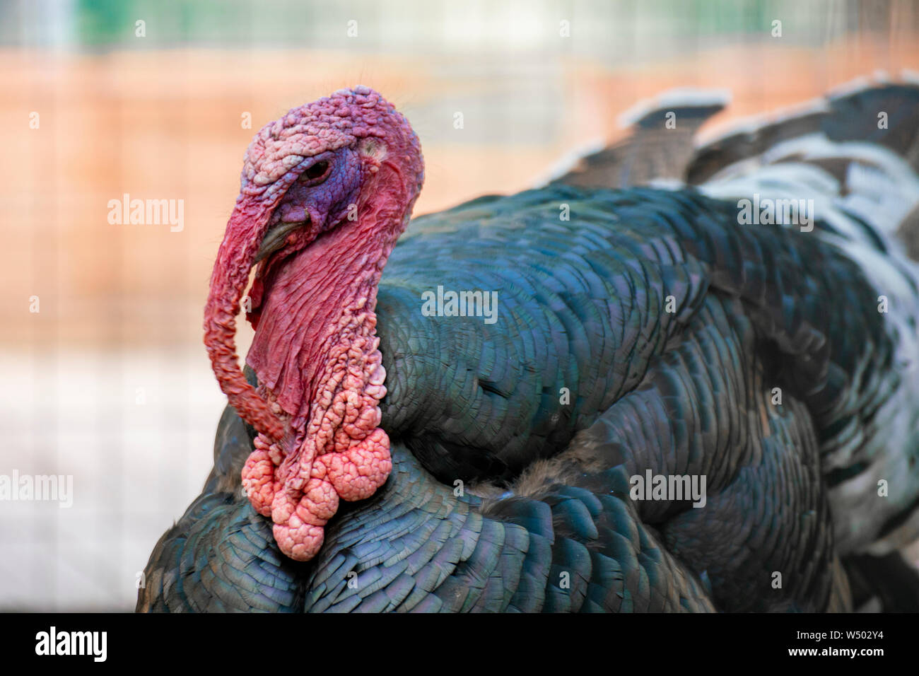 close up photo of ugly domestic male turkey head with red skin and red ...