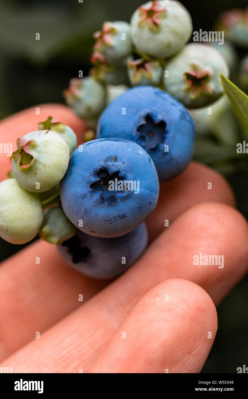Hand holding freshly picked blueberries Stock Photo - Alamy
