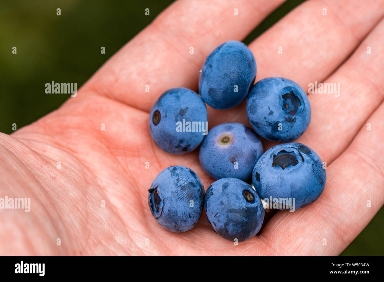 Hand holding freshly picked blueberries Stock Photo - Alamy