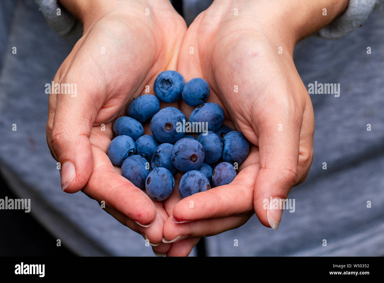 Hand holding freshly picked blueberries Stock Photo - Alamy