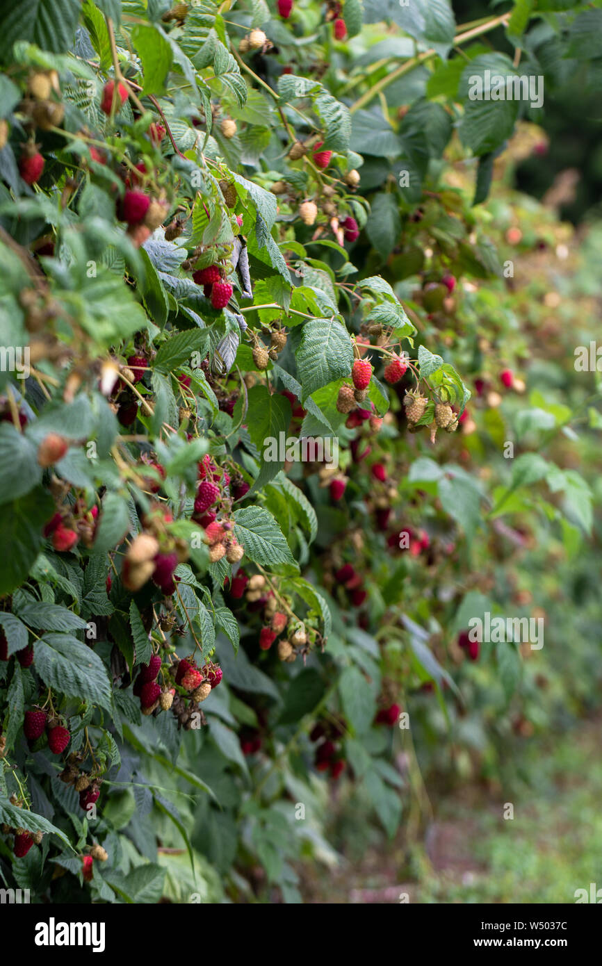 Raspberry growing on bush in a field Stock Photo - Alamy