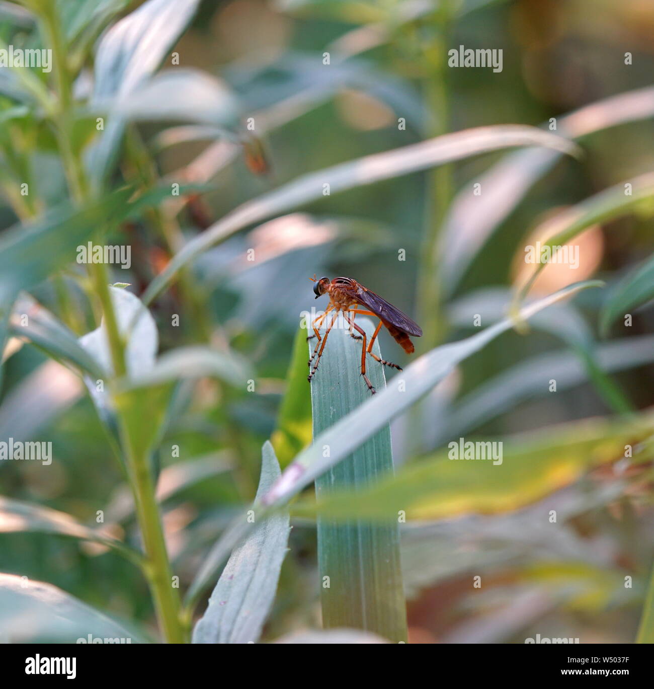 Nectar hunt hi-res stock photography and images - Alamy