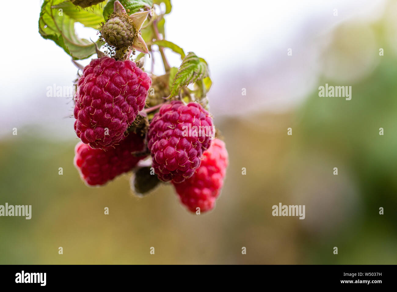 Raspberry farming hi-res stock photography and images - Alamy