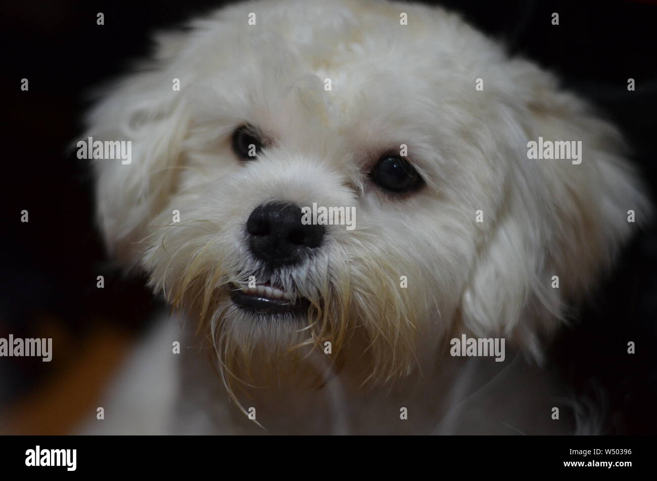 Grumpy Dog High Resolution Stock Photography and Images - Alamy
