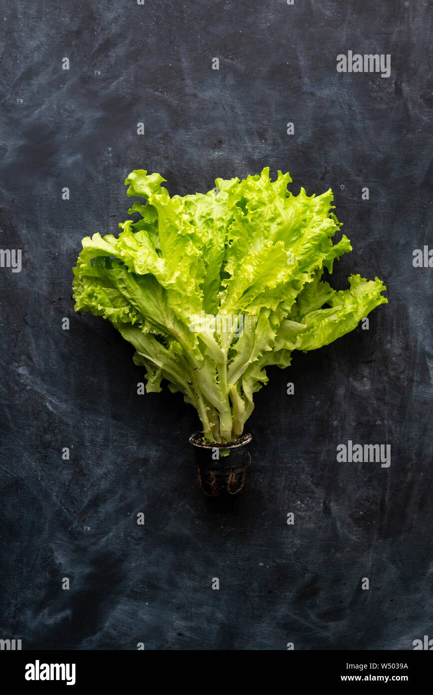 raw fresh green organic lettuce leafs isolated, vegeterian healthy food ...