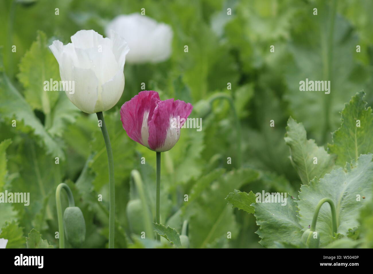 Almy hi-res stock photography and images - Alamy