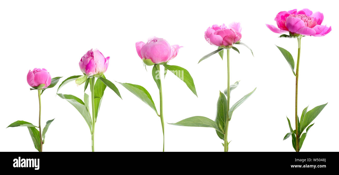 Different stages of blossom Cut Out Stock Images & Pictures - Alamy