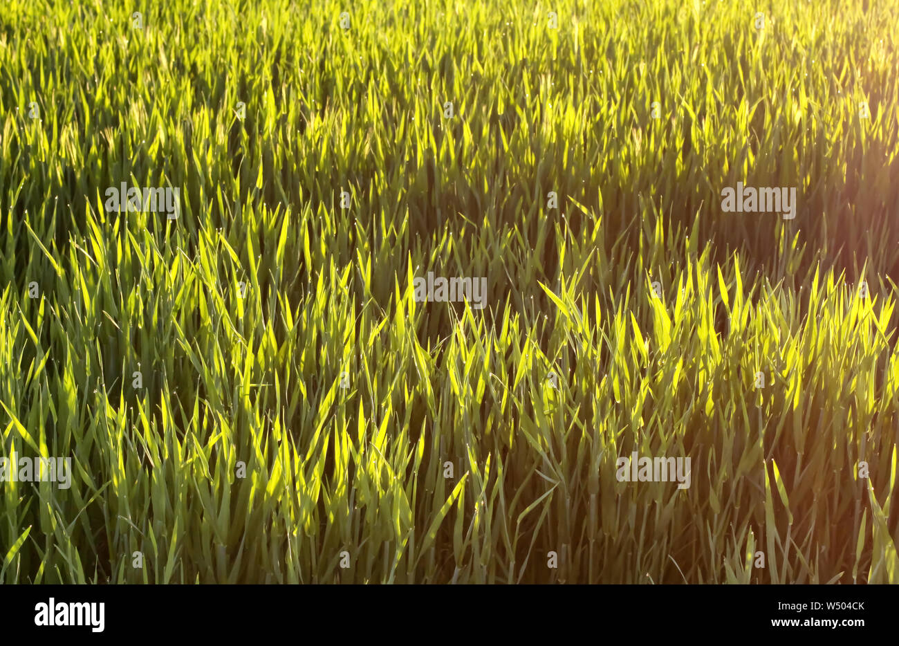 Young green wheat with dew drops on spring morning Stock Photo - Alamy