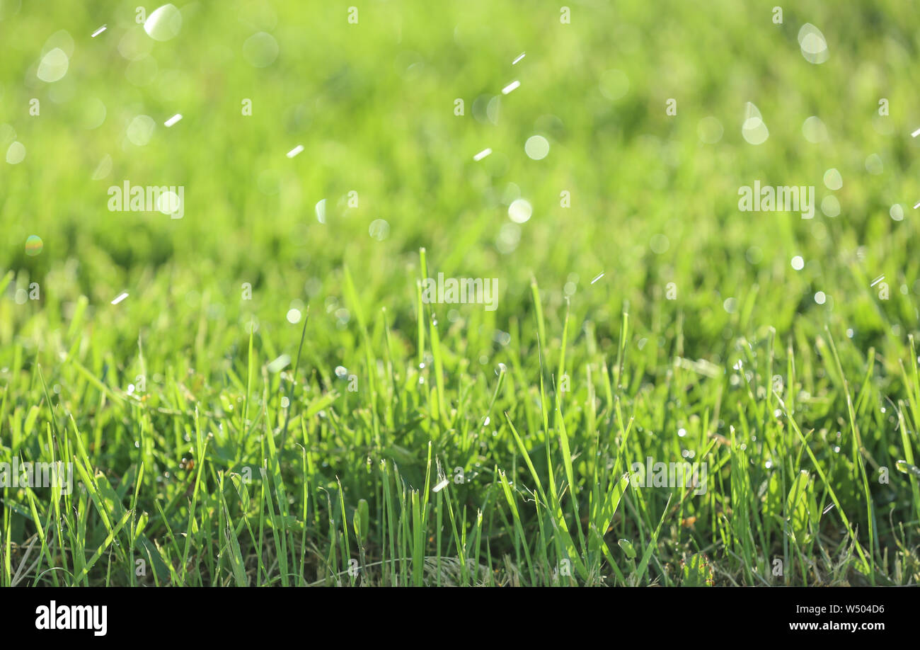 Green grass on spring day Stock Photo - Alamy