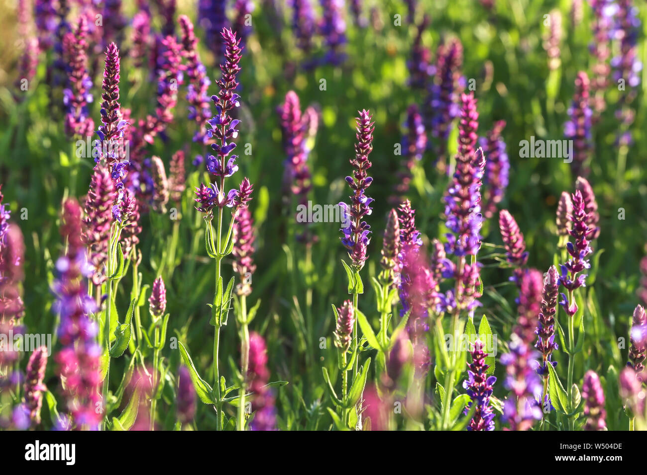 Beautiful sage hi-res stock photography and images - Alamy