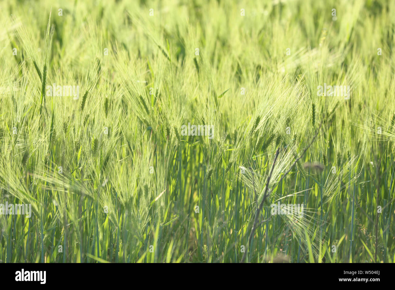Green spikelets in wheat hi-res stock photography and images - Alamy