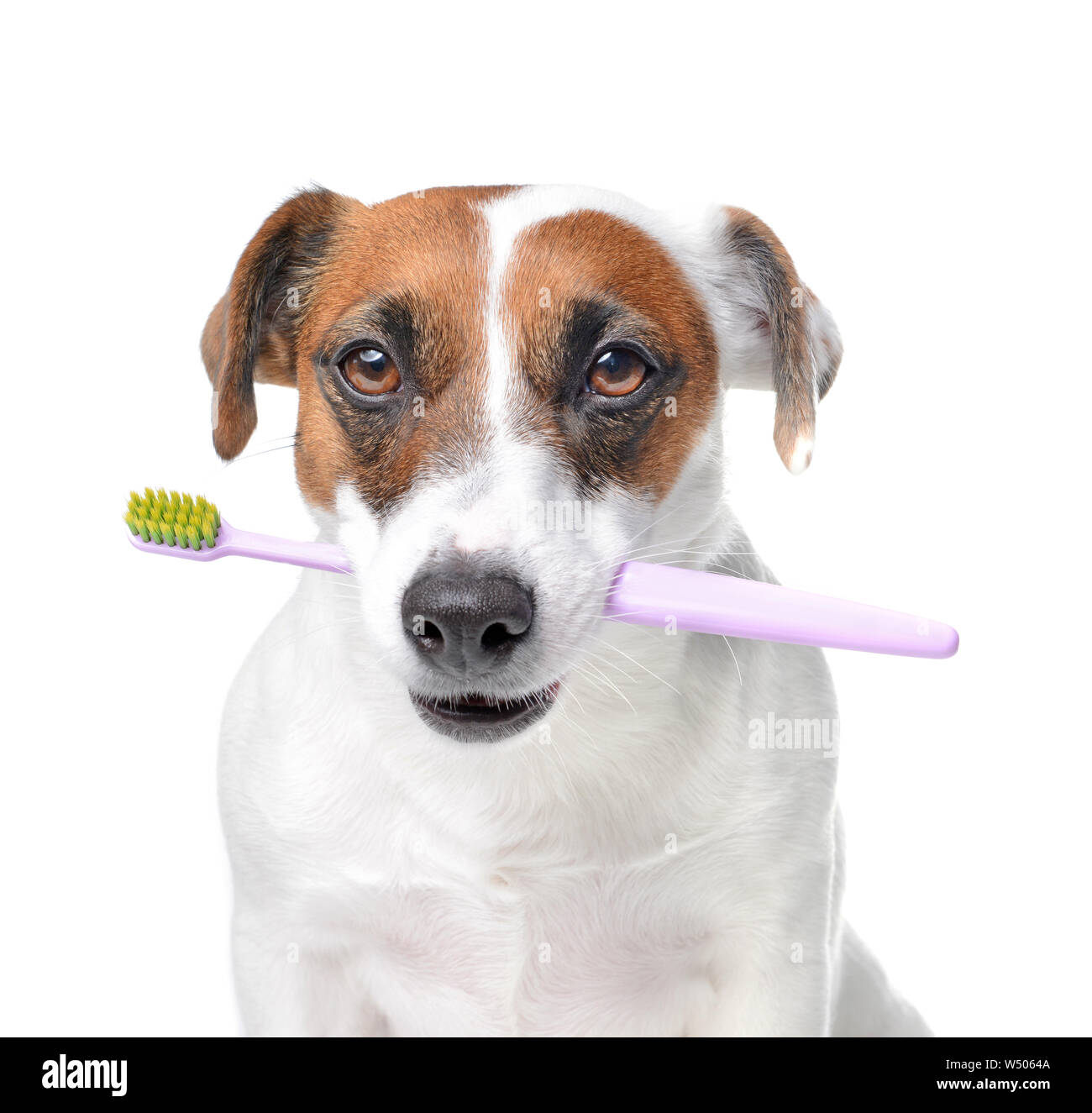 Cute dog with toothbrush on white background Stock Photo - Alamy