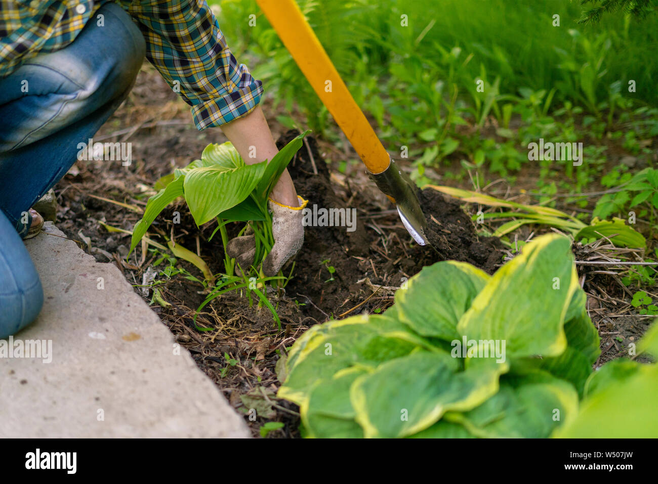 close up female planting decorative plant with huge leaves in the soil ...