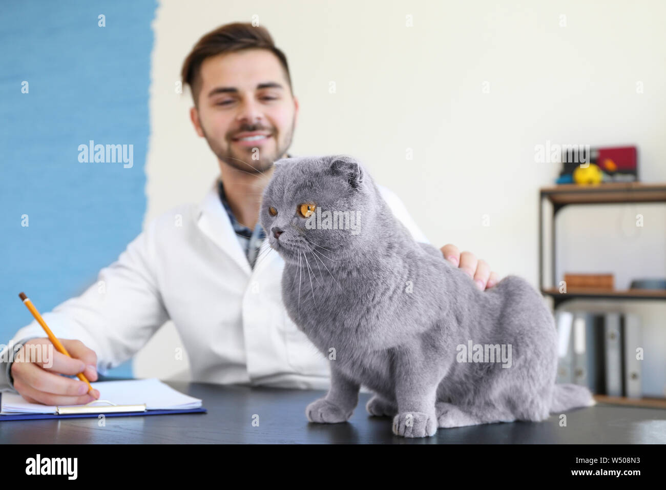 Veterinarian with cute cat in clinic Stock Photo - Alamy