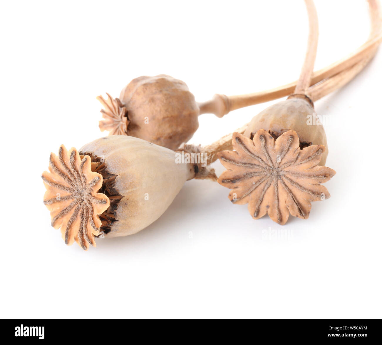 Dry poppy heads on white background Stock Photo - Alamy