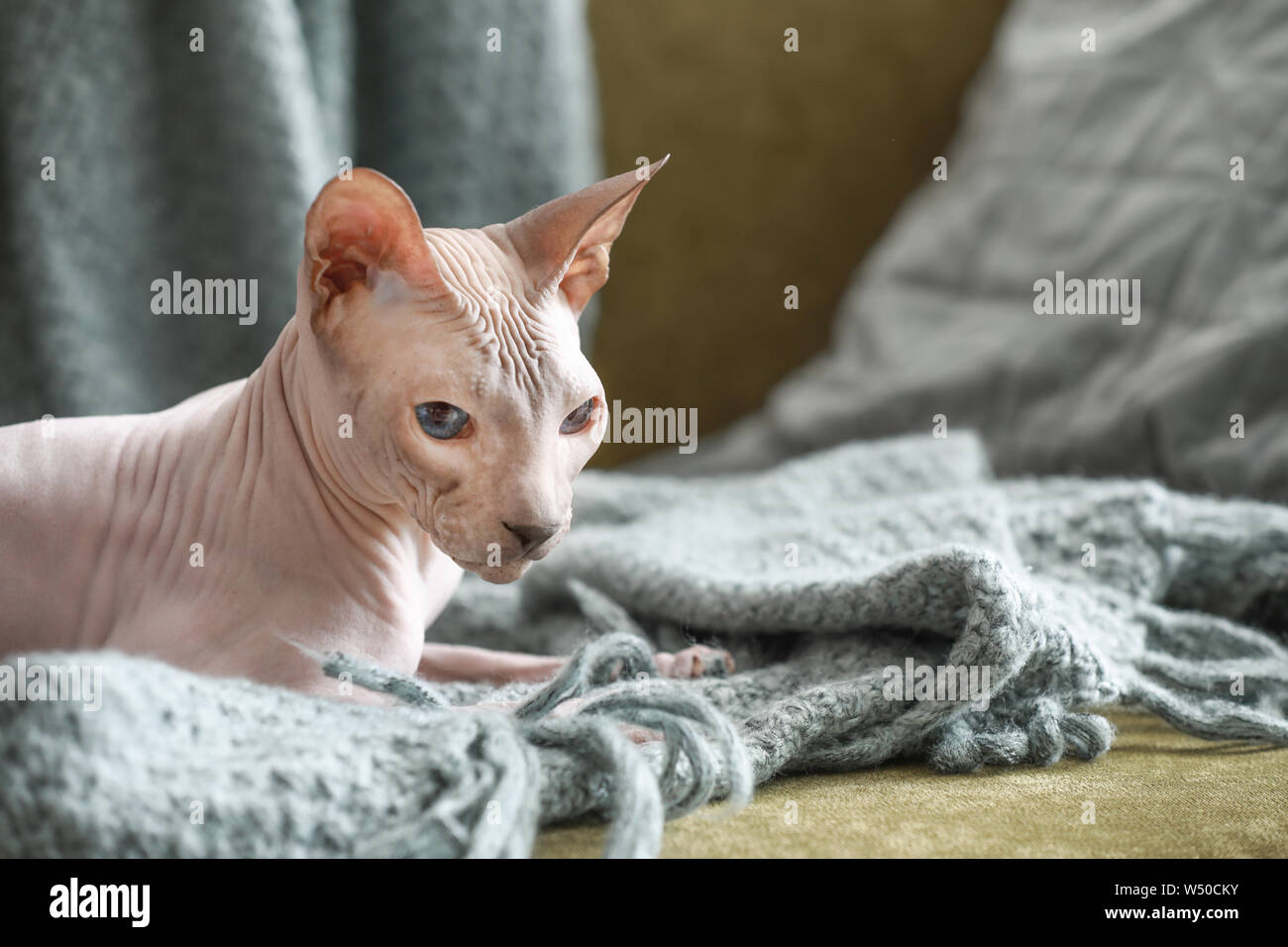 Funny Sphynx cat at home Stock Photo - Alamy
