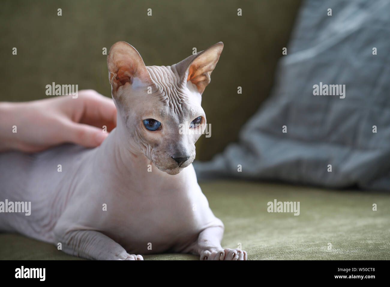 Sphynx cat and person hi-res stock photography and images - Alamy