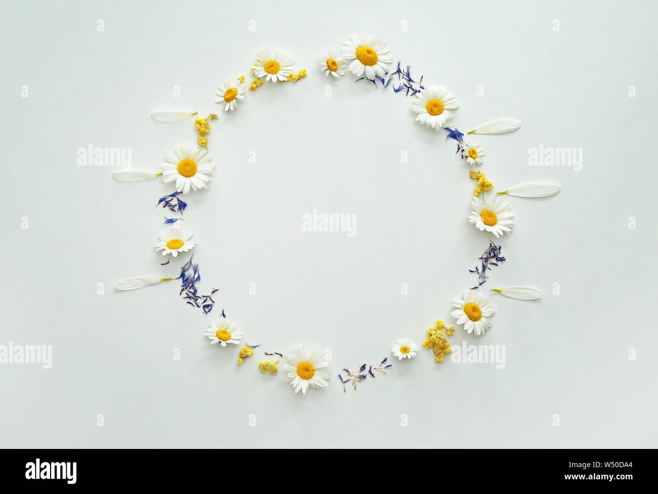 Circle made of flowers on white background Stock Photo - Alamy