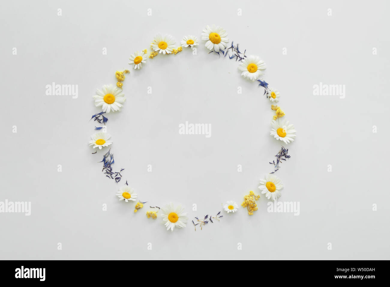 Circle made of flowers on white background Stock Photo - Alamy