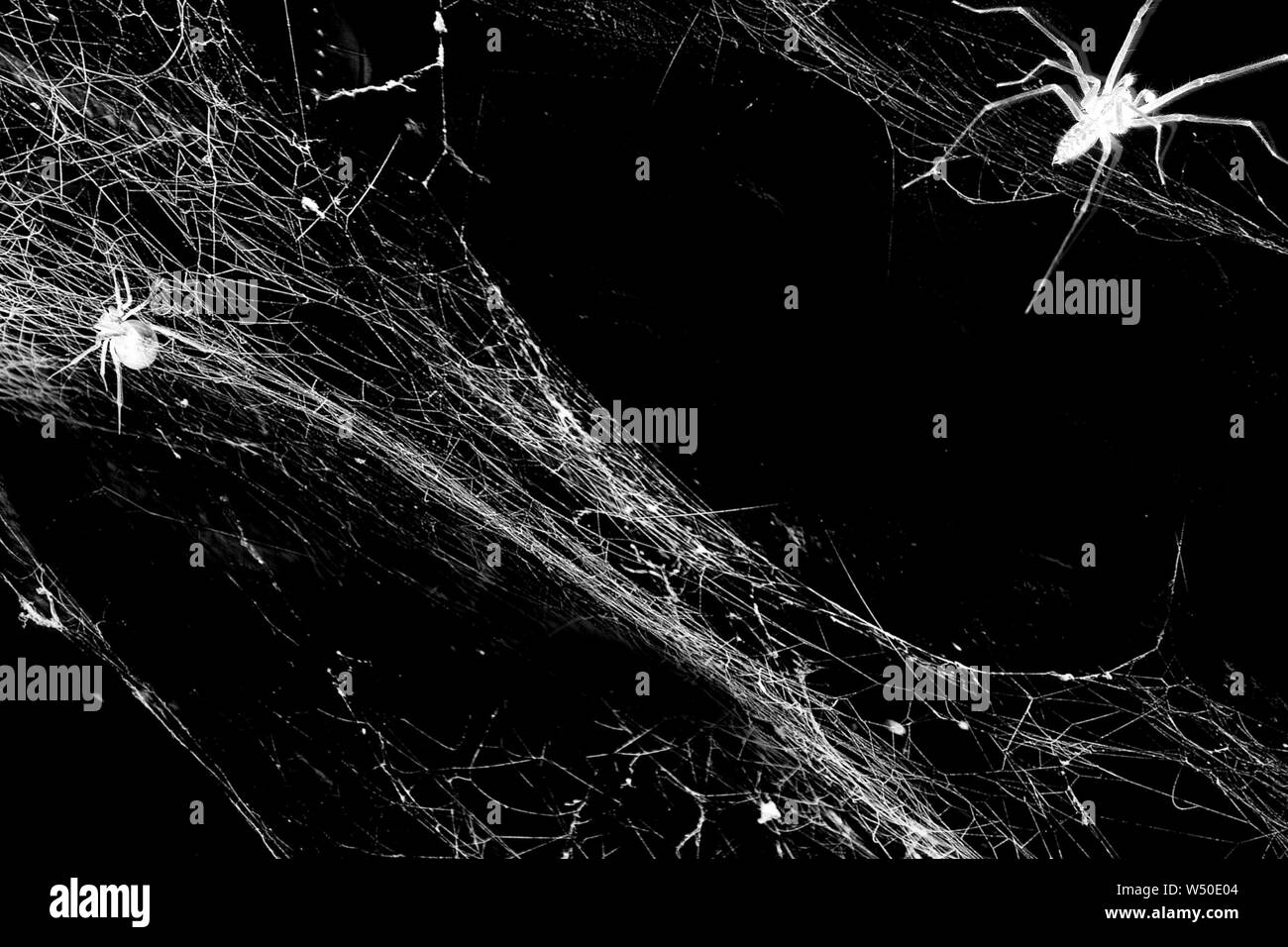 Spiderweb with spiders isolated on black grunge background. Halloween ...