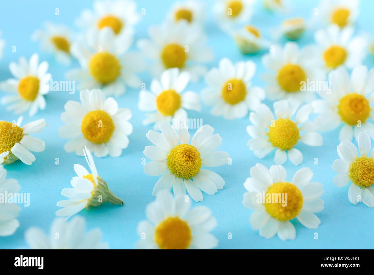 Many beautiful chamomile flowers hi-res stock photography and images ...