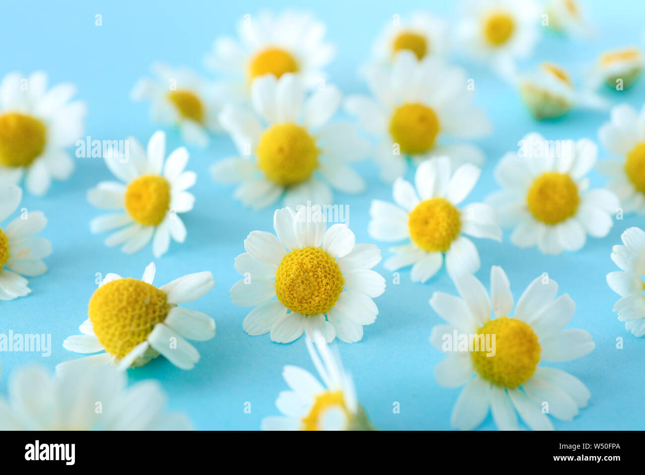 Many beautiful chamomile flowers hi-res stock photography and images ...