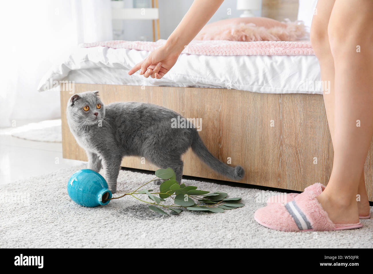 Owner scolding her cat for dropped vase on carpet Stock Photo - Alamy