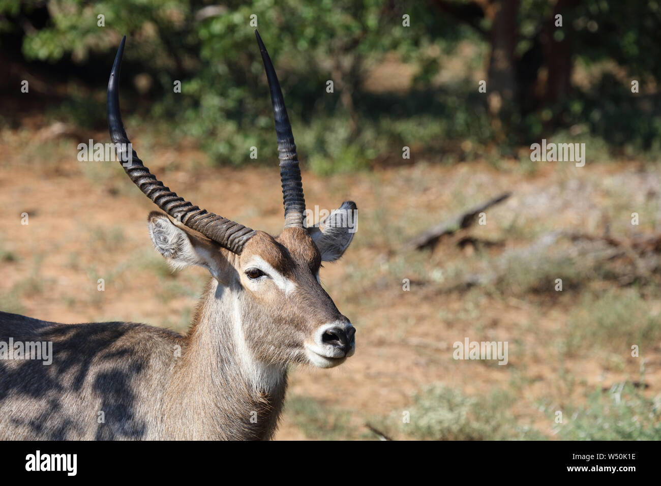 Wasserbock / Waterbuck / Kobus ellipsiprymnus Stock Photo - Alamy