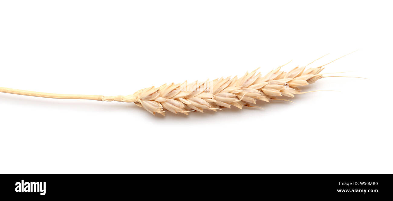 Wheat spikelet on white background Stock Photo - Alamy
